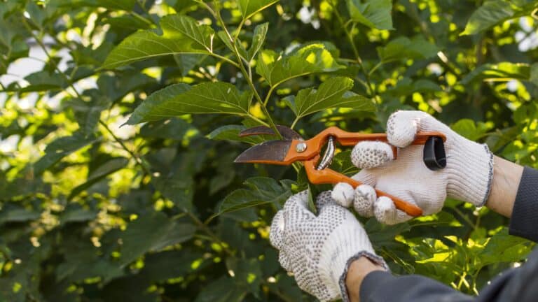 Arboriculteur professionnel Arbo Rive-Nord